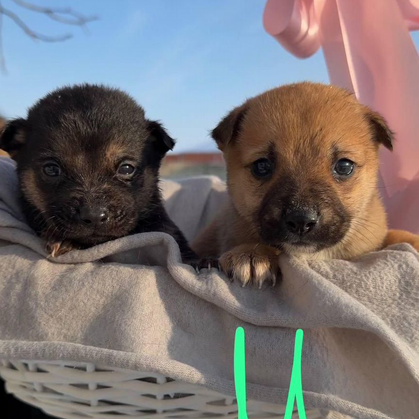 Щенок в добрые руки