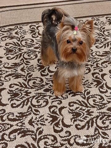 Йорк для вязки