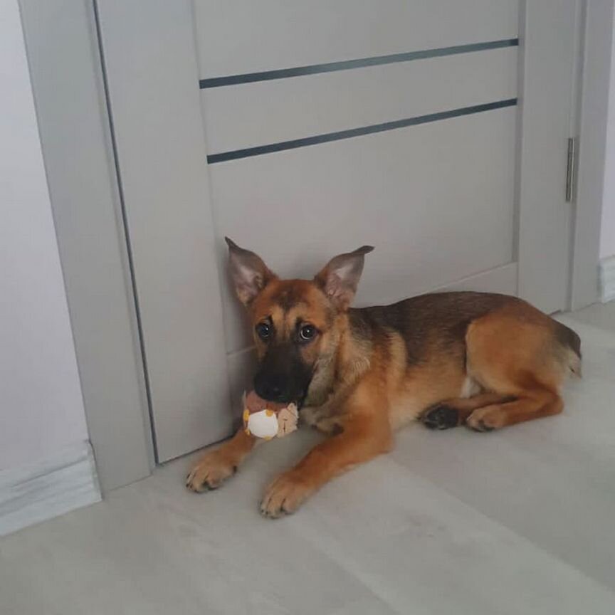 Отдам в добрые руки