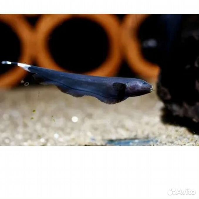 Черный нож, Аптеронотус белокаймовый