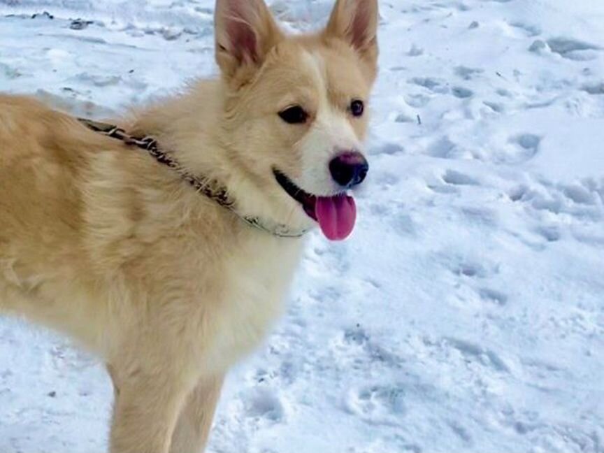 Молодой песик в поиске дома