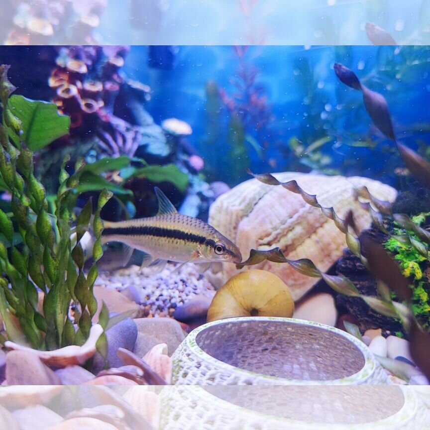 Сиамский водорослеед