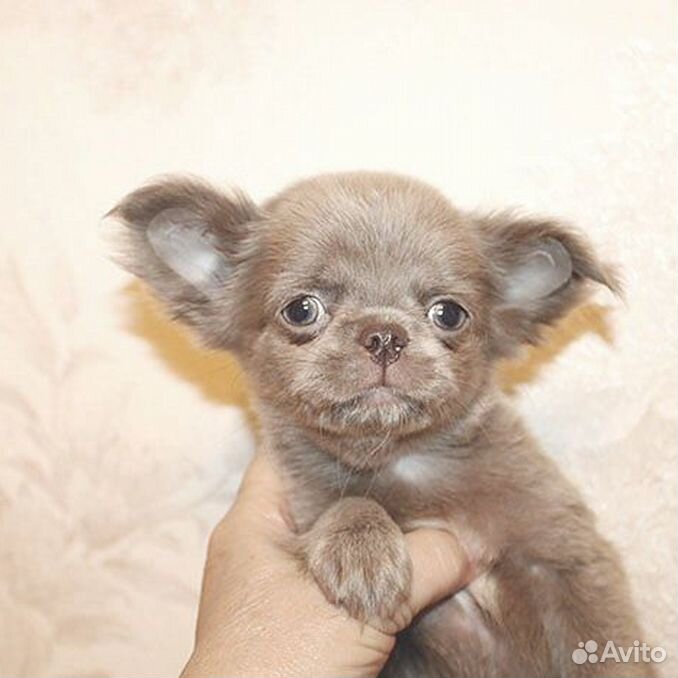 Лиловый красавец