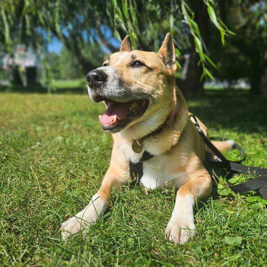 Пёс в добрые руки