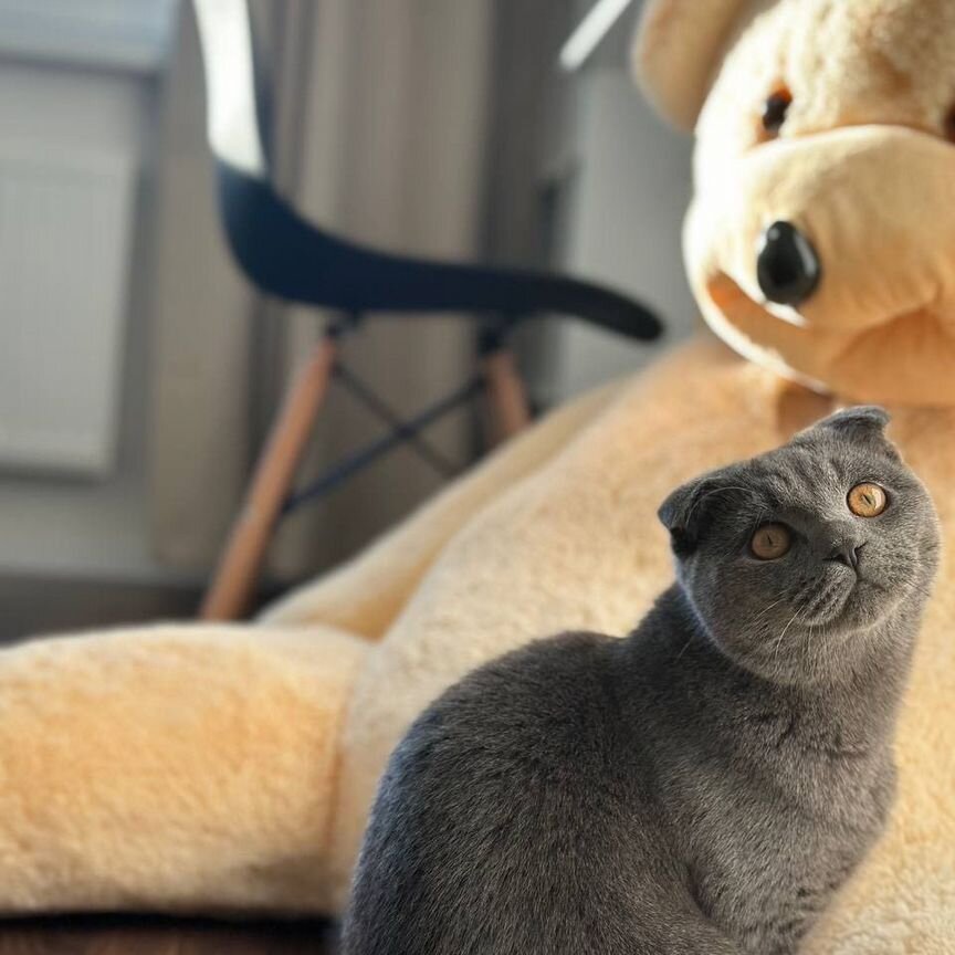 Кот вислоухий шотландец