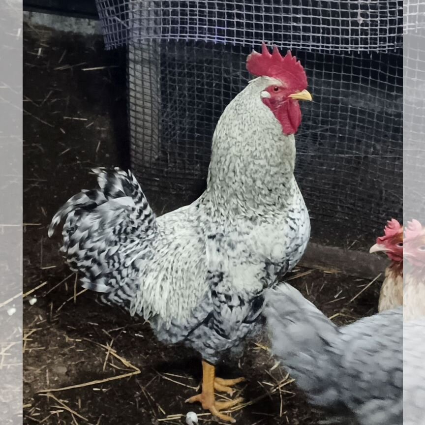 Домашние молодые петухи