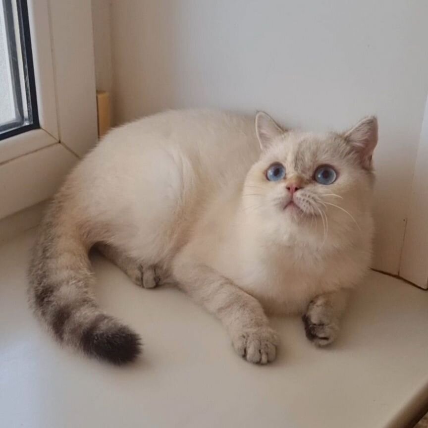 Мальчик золотой колорпойнт