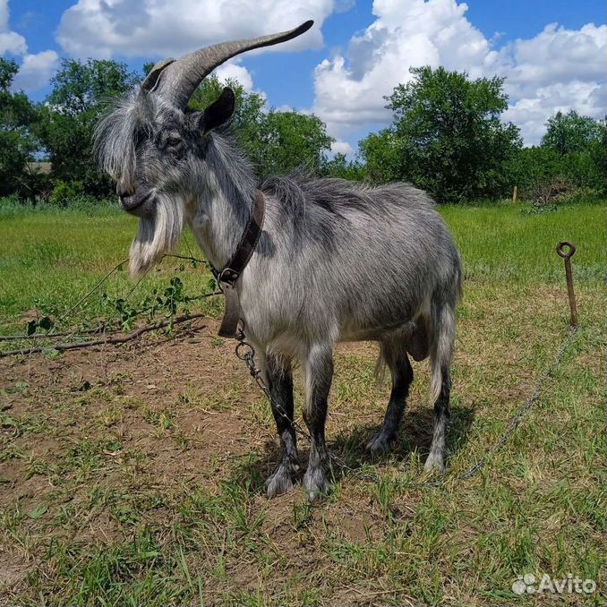 Козел племенной