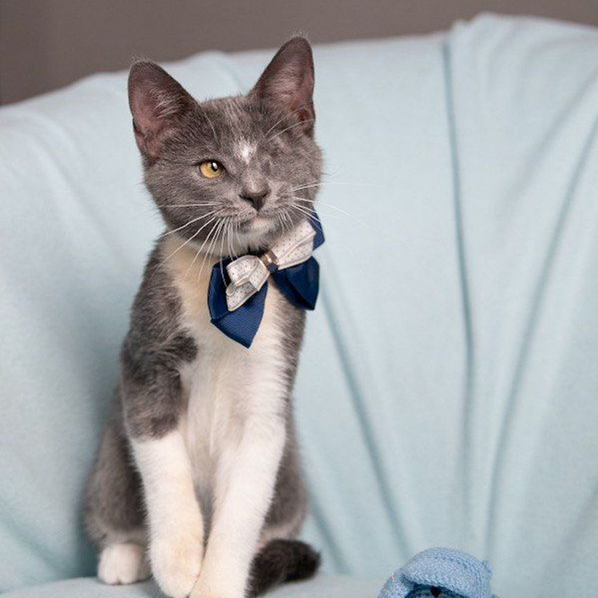 Особенный котёнок в добрые руки