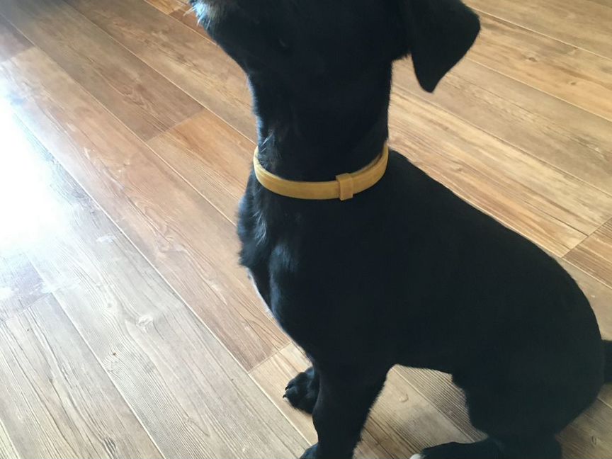 Щенок/собака в добрые руки