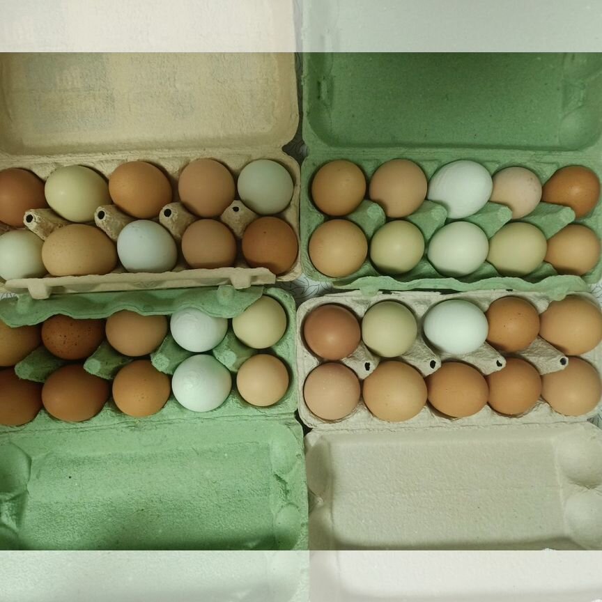 Продам яйцо куриное домашнее