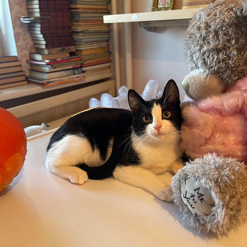 Котенок 2.5 месяца