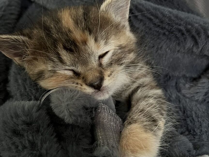 Котенок в добрые руки