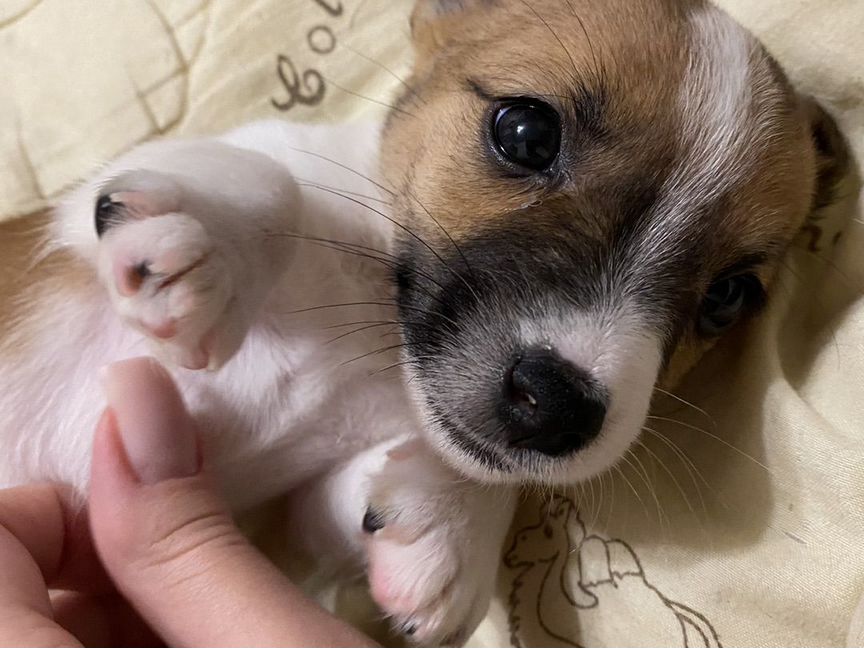 Щенки джек Рассел терьер