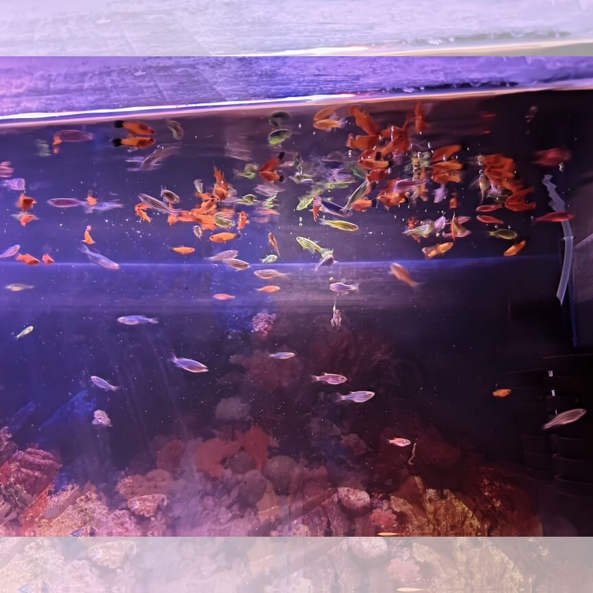 Аквариумные рыбы