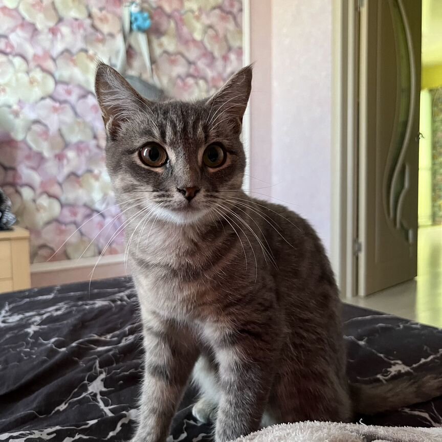 Взрослая, Девочка кошка в добрые руки