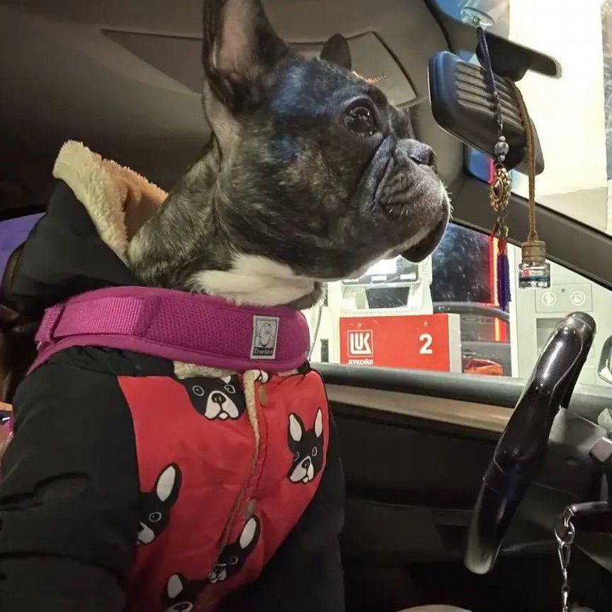 Французский бульдог, взрослая собака