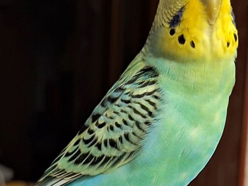 Волнистый попугай самка желает познакомиться