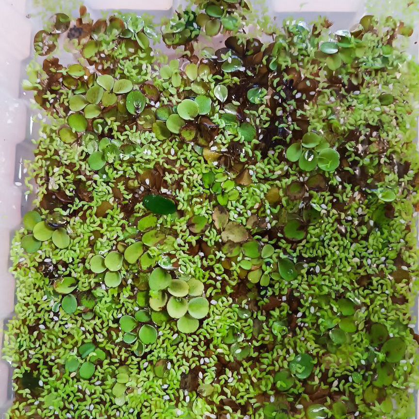 Прополка верхоплавки