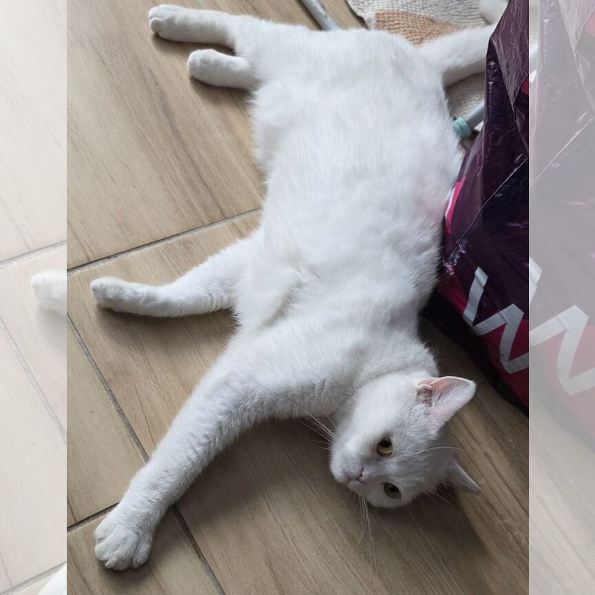 Британский короткошёрстный, взрослый кот