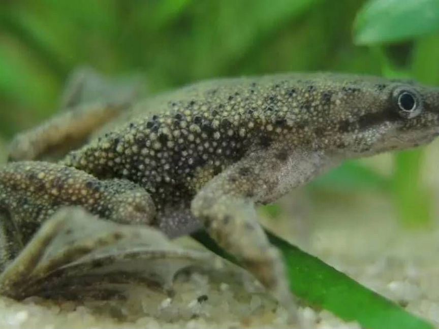 Гименохирус (Hymenochirus boettgeri), карликовая л