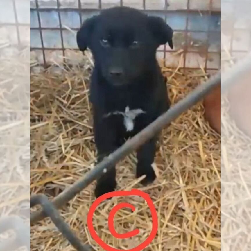 Щенок в добрые руки