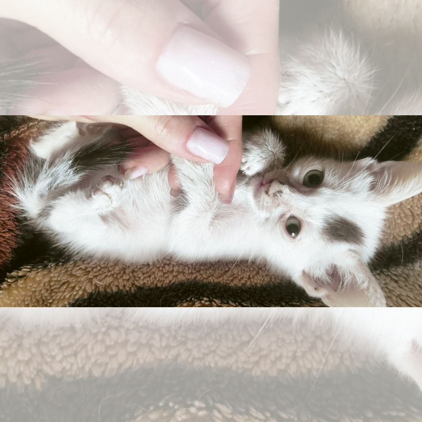 Котята в добрые руки