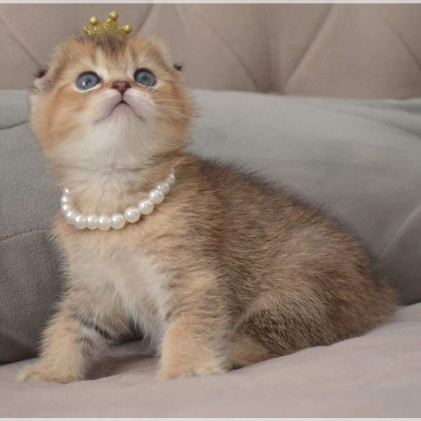 Шотландский вислоухий короткошёрстный котёнок