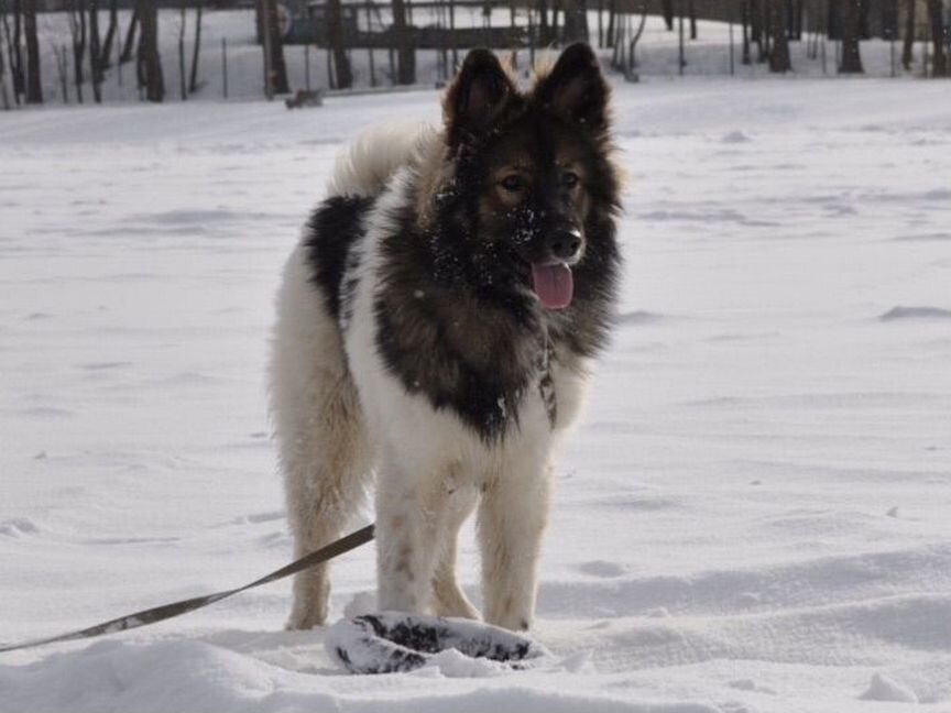 Собака в добрые руки