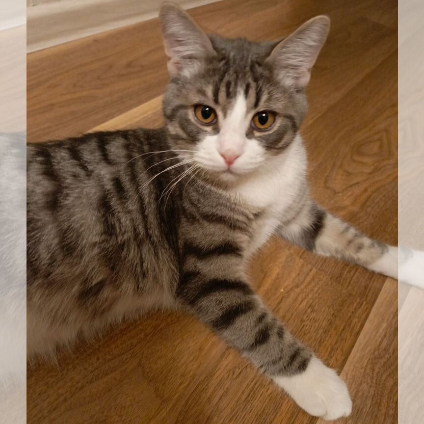 Котенок