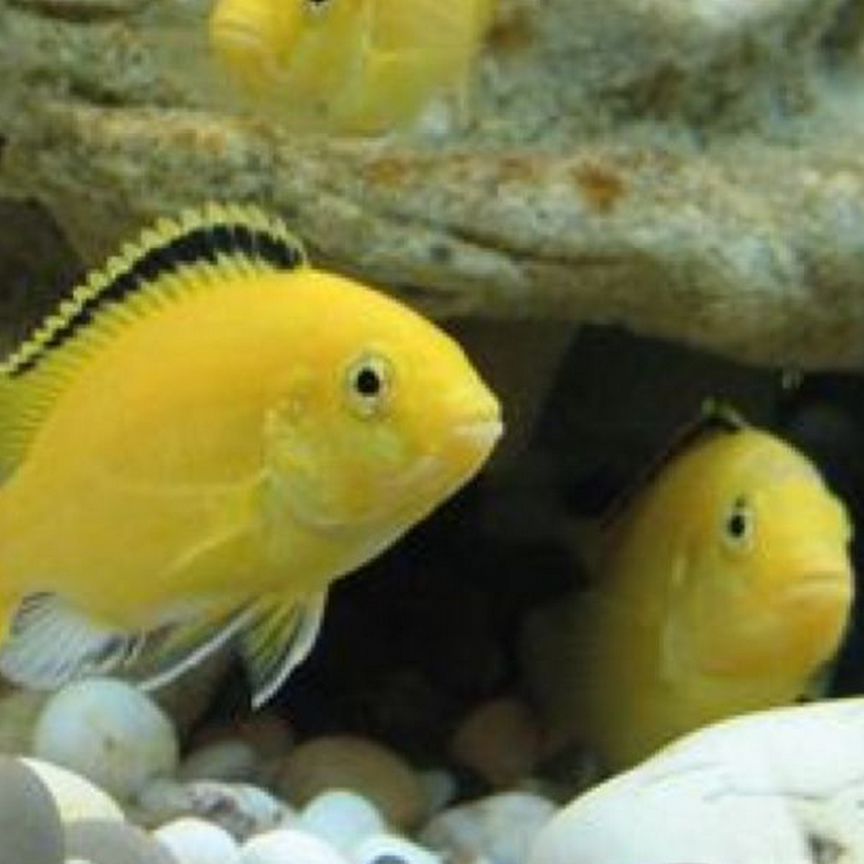 Аквариумные рыбки