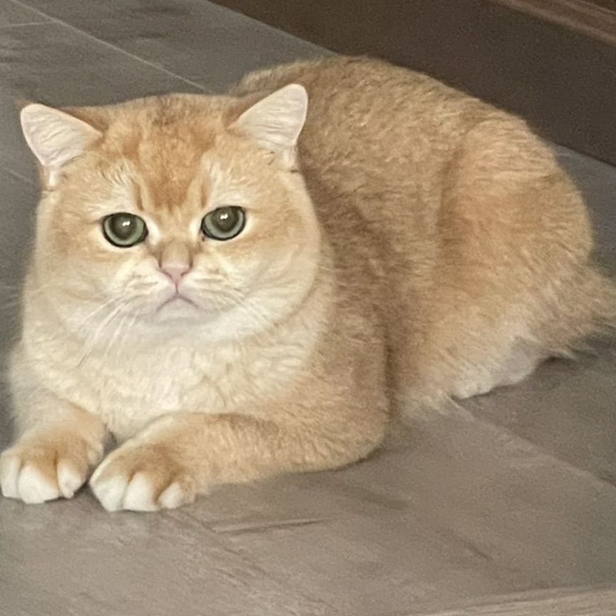 Отдам кота на вязку, британская золотая шиншила