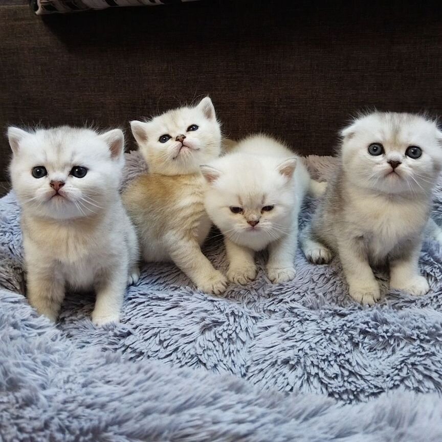 Шотландский вислоухий короткошёрстный котёнок