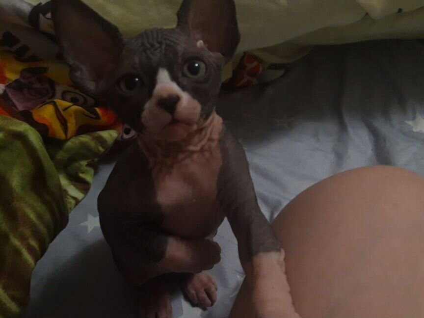 Донской сфинкс котята