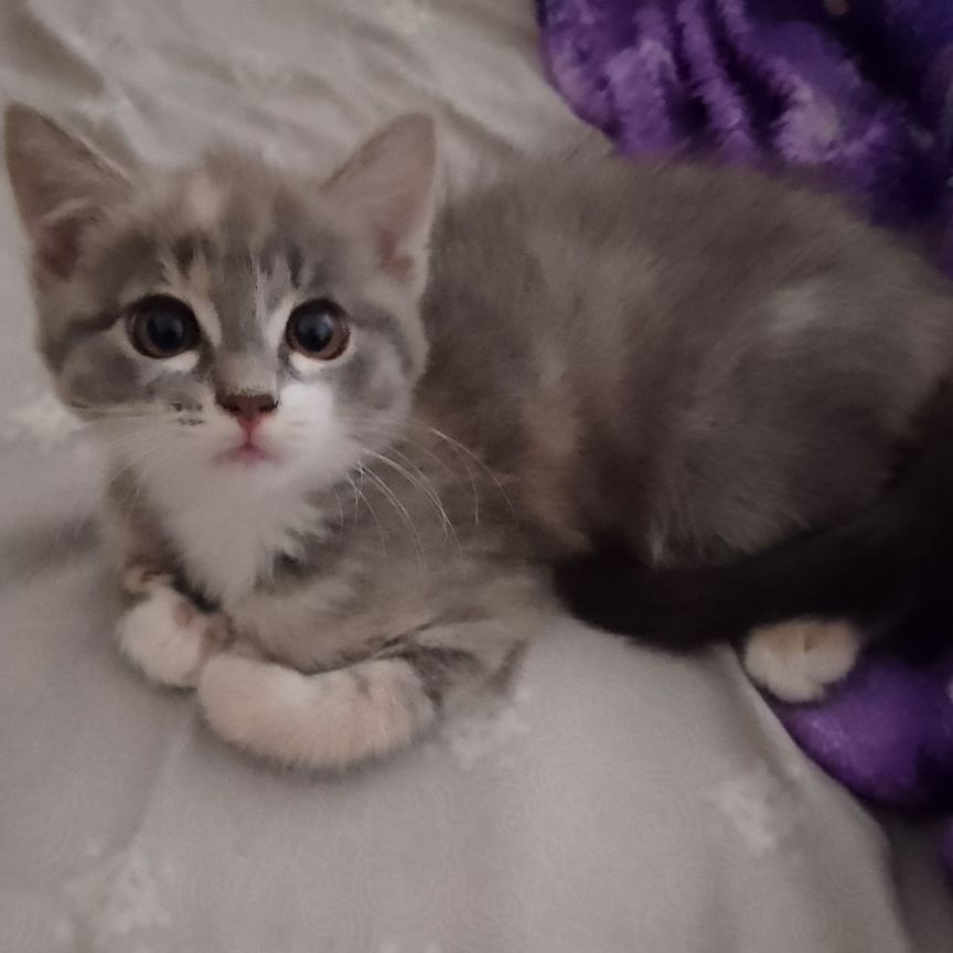 Британский короткошёрстный котёнок