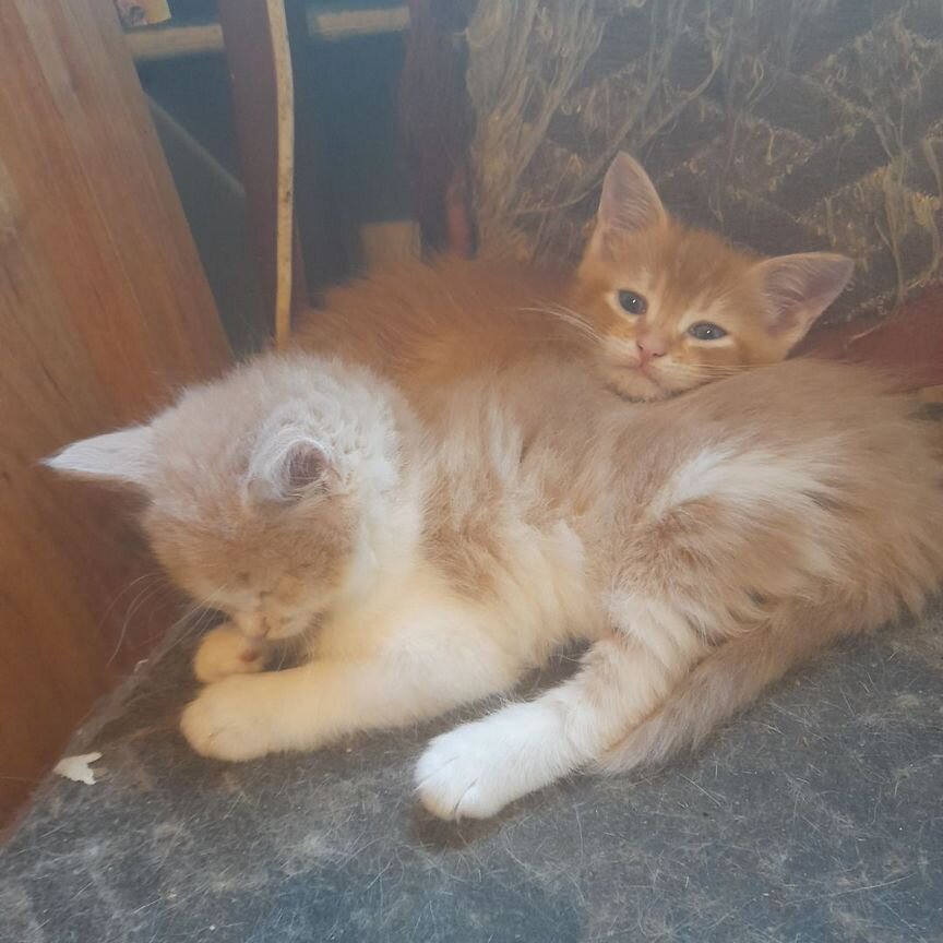 Котенок