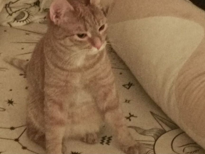 Потерялась рыжая кошка