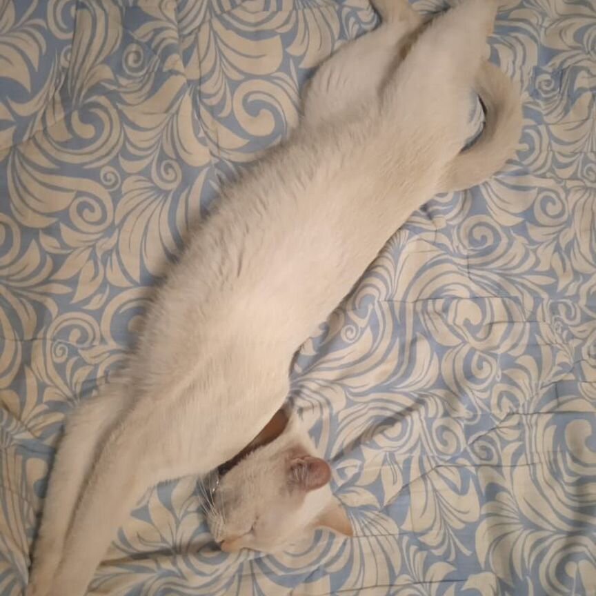 Кот