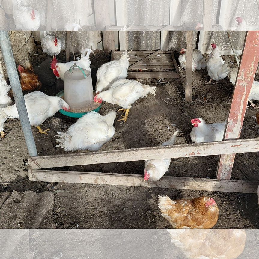 Куры молодки несушки домашние