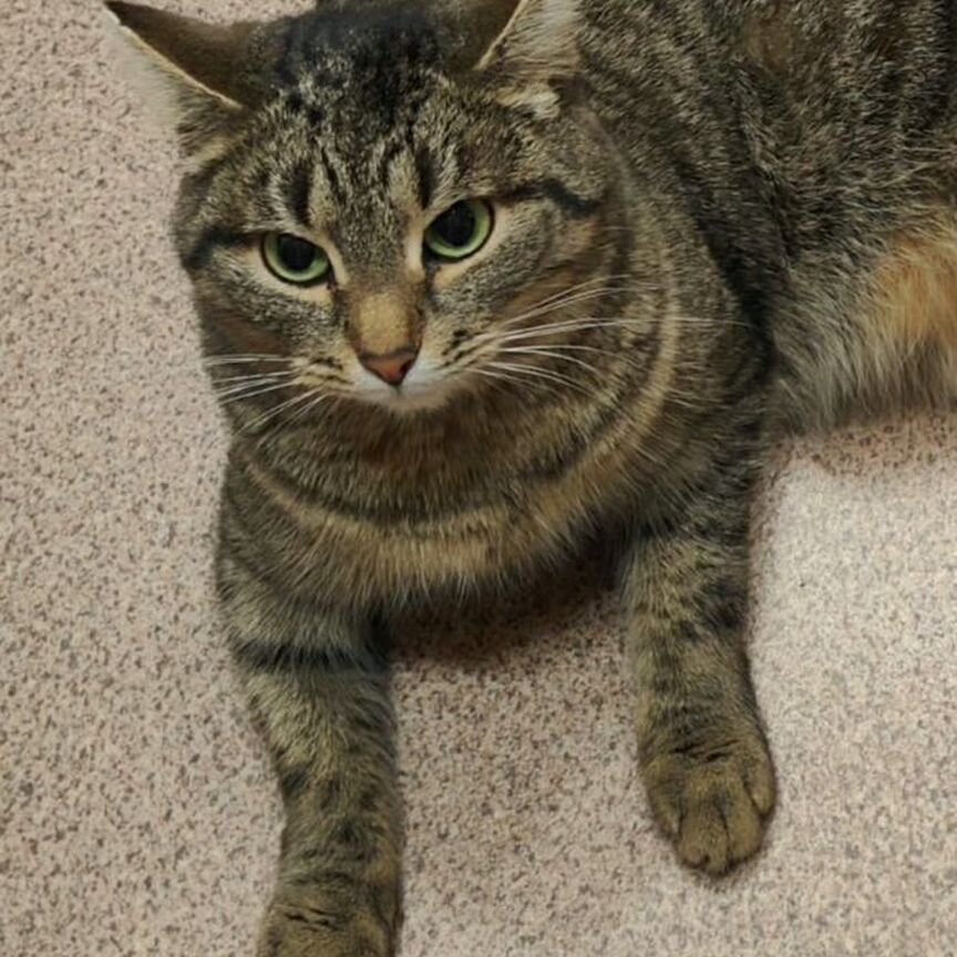 Юная кошечка Нюся в поисках дома