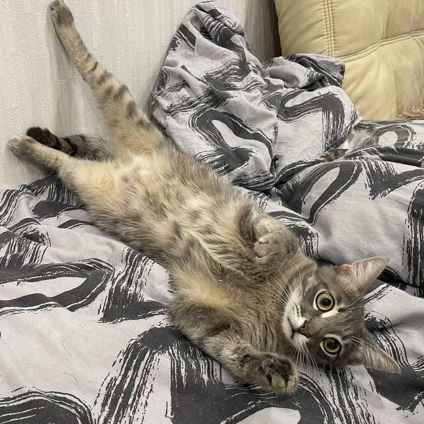 Взрослый кот в добрые руки