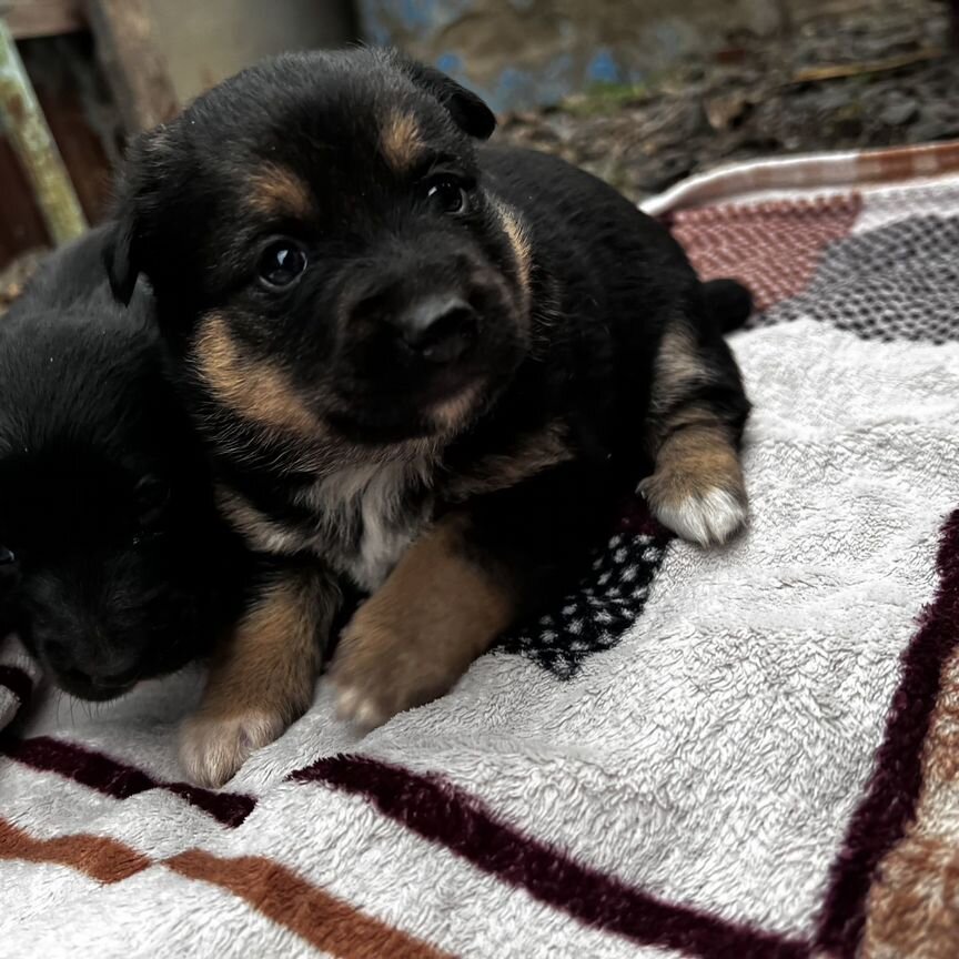 Щенок в добрые руки