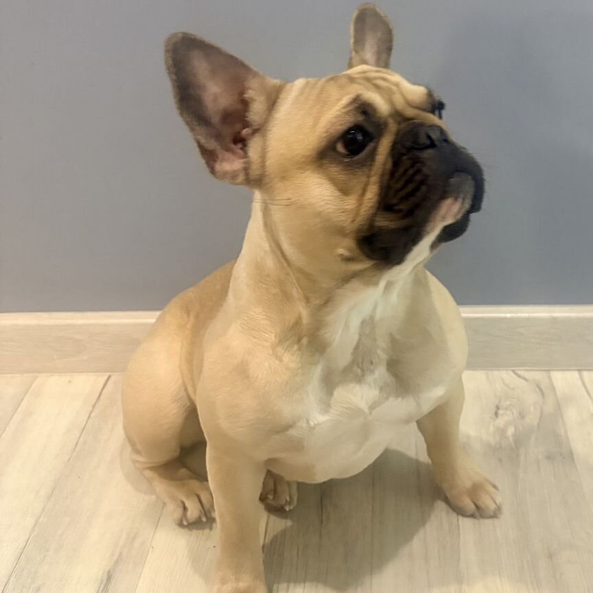 Французский бульдог, щенок
