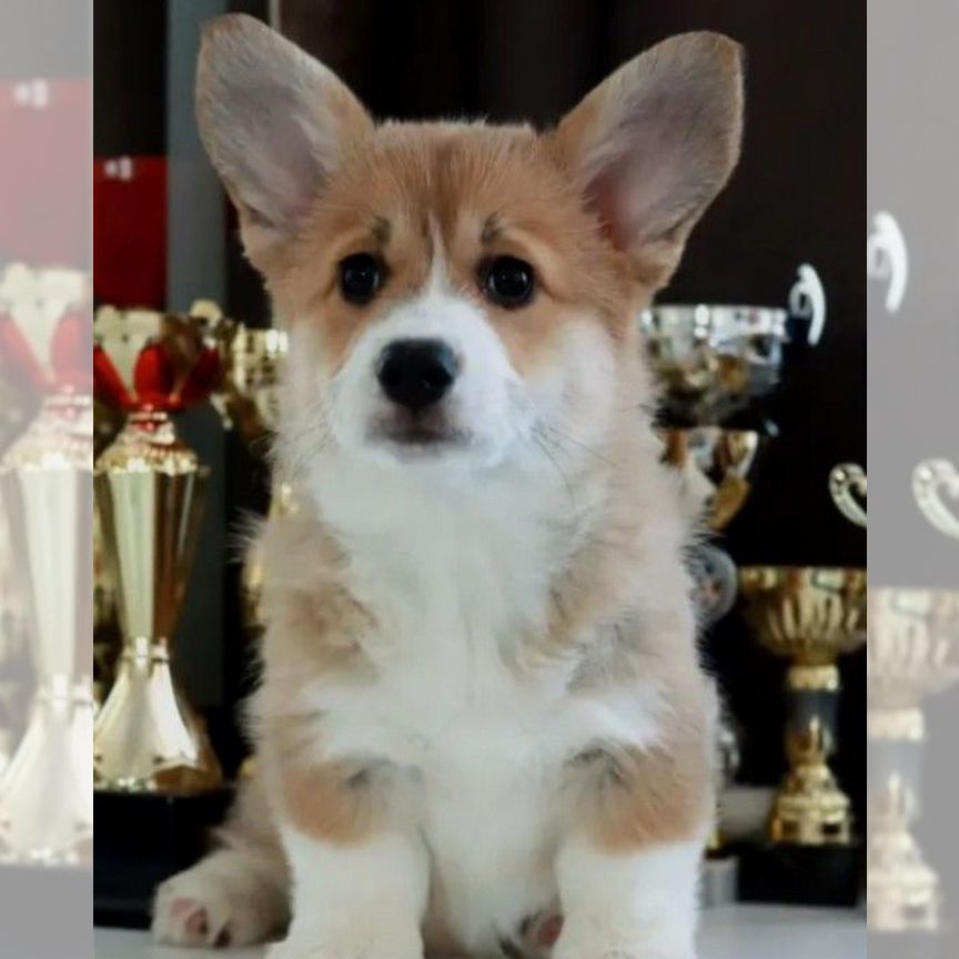 Вельш Корги Пемброк, щенок