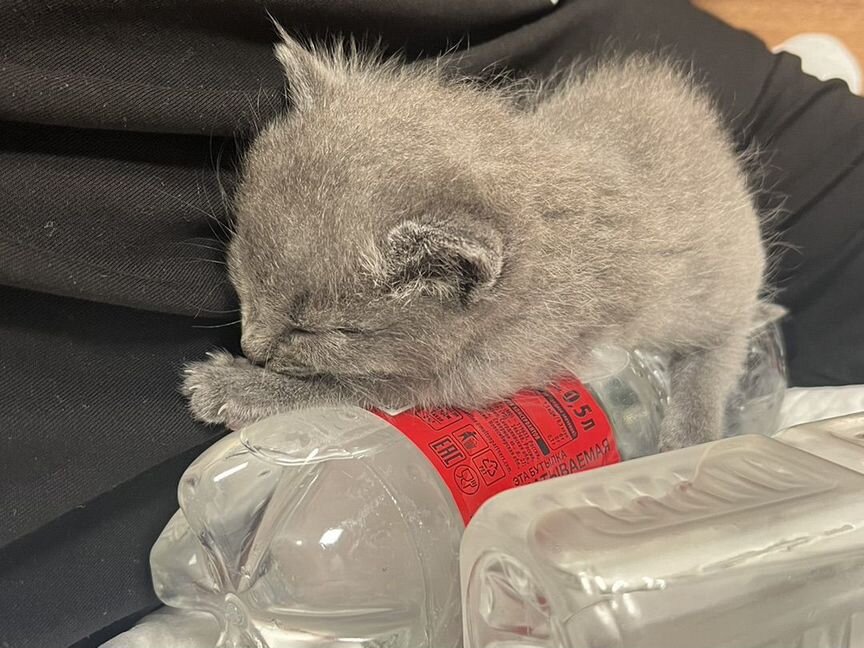 Котёнок 3 недели мальчик