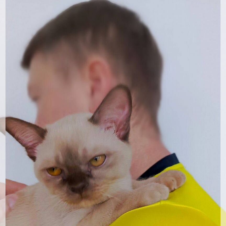 Европейский бурманский котёнок
