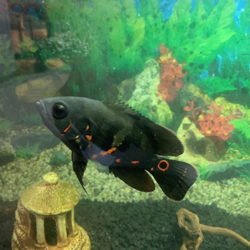 Астронотусы