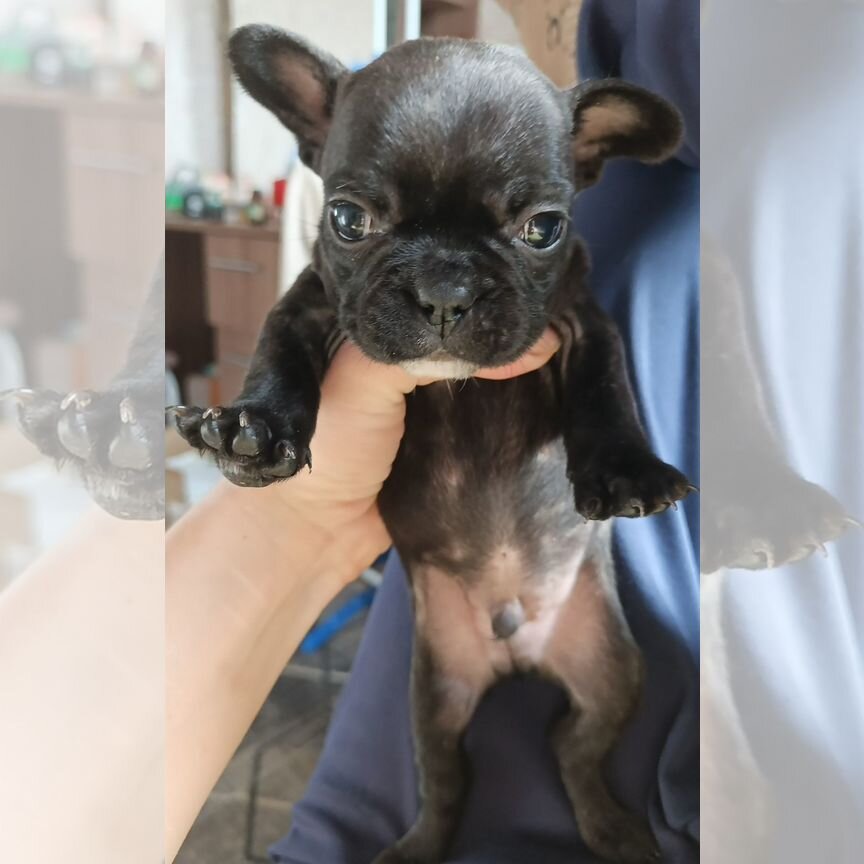 Французский бульдог, щенок