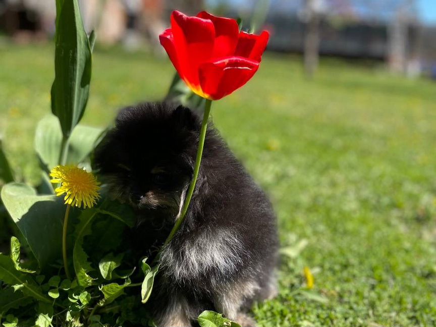 Померанский шпиц мини