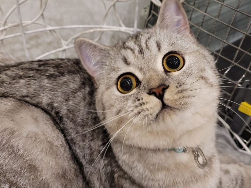 Котенок шотланский ласковый